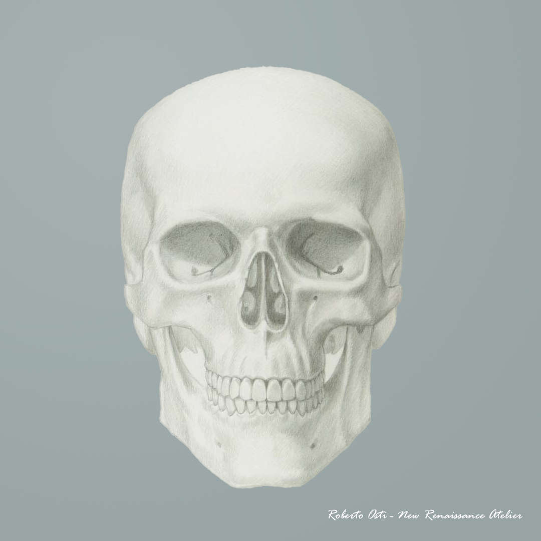 Skull Anatomy For Artists Human Skull 4D Anatomy Model